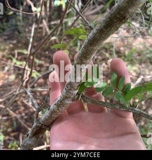 Water locust (Gleditsia aquatica Stock Photo - Alamy