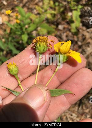 pale-leaved woodland sunflower (Helianthus strumosus), Plantae, Mark ...