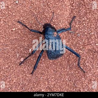Pitted Beetle (Adesmia cancellata Stock Photo - Alamy