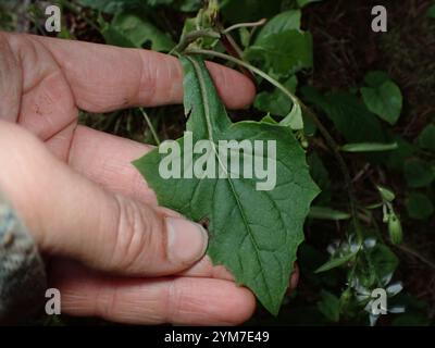 western rattlesnake root (Nabalus alatus Stock Photo - Alamy
