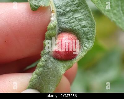 Willow Apple Gall Sawfly (Euura californica Stock Photo - Alamy