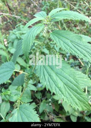 American stinging nettle (Urtica gracilis gracilis Stock Photo - Alamy