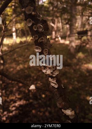 little nest polypore (Trametes conchifer) Fungi Stock Photo - Alamy