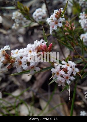 common beard-heath (Leucopogon virgatus Stock Photo - Alamy