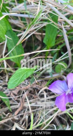 Mountain Violet (Viola betonicifolia Stock Photo - Alamy