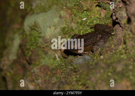 Maharashtra Golden Backed Frog - Indosylvirana caesari, Satara District ...