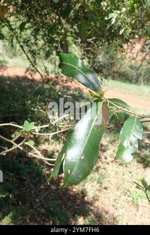 Combretum kraussii Combretum kraussii Stock Photo - Alamy