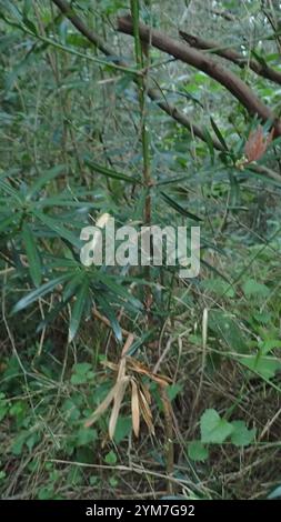 real yellowwood (Podocarpus latifolius Stock Photo - Alamy