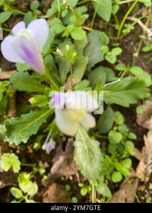 Taiwan Mazus (Mazus fauriei Stock Photo - Alamy
