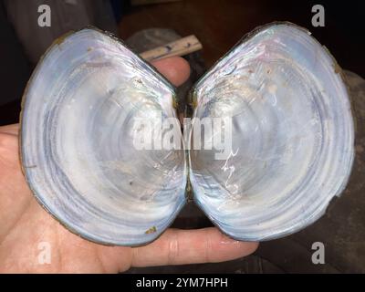 flat floater (Utterbackiana suborbiculata Stock Photo - Alamy