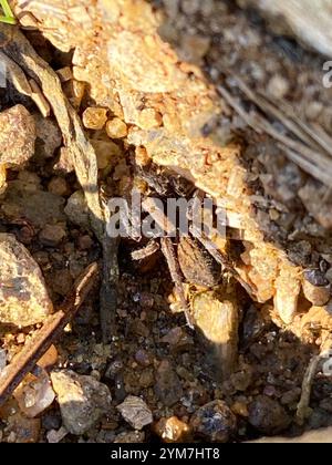 Common Fox Spider (Alopecosa pulverulenta Stock Photo - Alamy