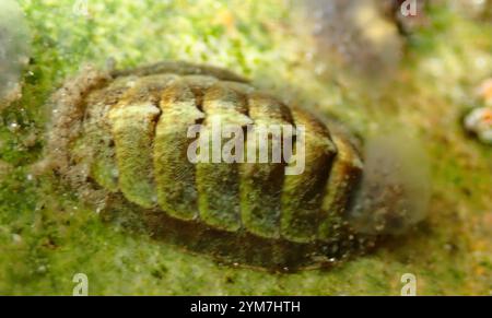Grey Mail-shell (Lepidochitona cinerea Stock Photo - Alamy