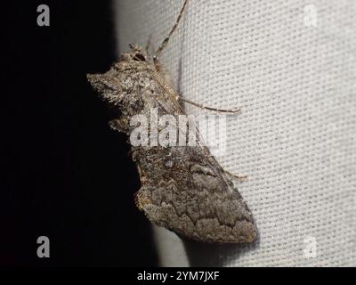 Plusiine Looper Moths (Plusiinae Stock Photo - Alamy