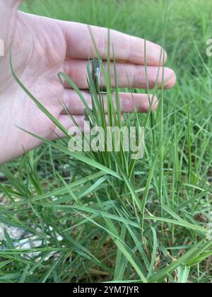 Saltgrass (Distichlis spicata Stock Photo - Alamy