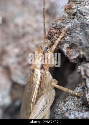 Jumping Bush Cricket (Hapithus saltator) Insecta Stock Photo - Alamy