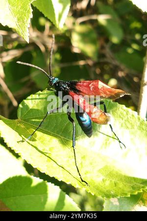 Tarantula-hawk Wasps and Allies (Pepsini Stock Photo - Alamy
