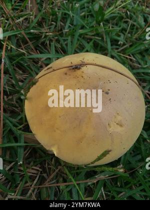 butter-foot bolete (Boletus auripes Stock Photo - Alamy