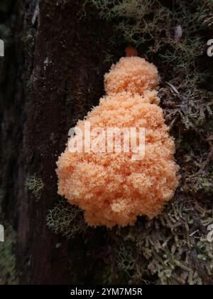 true slime molds (Myxomycetes Stock Photo - Alamy