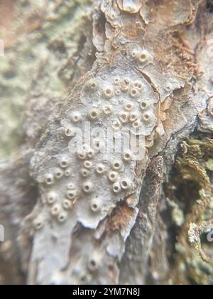 barnacle lichens (Thelotrema Stock Photo - Alamy