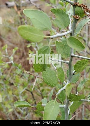 lotebush (Condaliopsis obtusifolia Stock Photo - Alamy