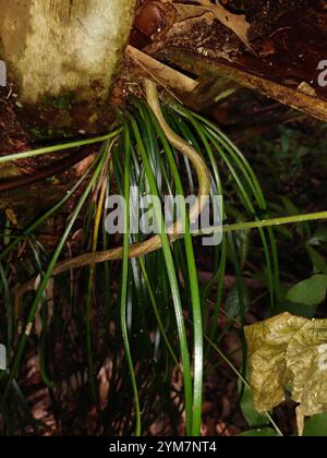 Shoestring Fern (Vittaria lineata Stock Photo - Alamy