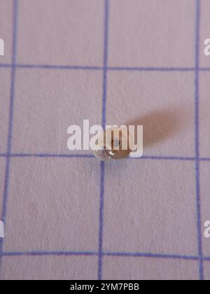 Iroquois Vallonia (Vallonia excentrica Stock Photo - Alamy