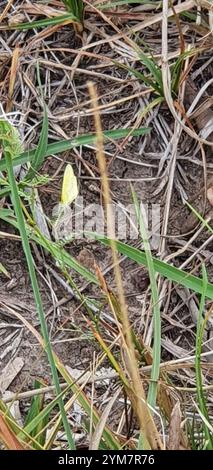 Small Grass-yellow (Eurema smilax Stock Photo - Alamy