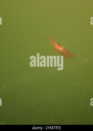 Shiner Surfperch (Cymatogaster aggregata Stock Photo - Alamy