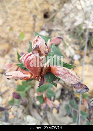 Common Flat-pea (Platylobium obtusangulum Stock Photo - Alamy