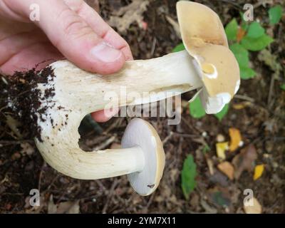 noble bolete (Boletus nobilis Stock Photo - Alamy