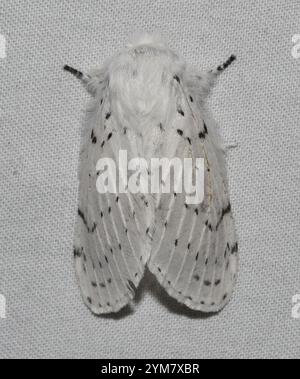 Dot-lined White (Artace cribrarius Stock Photo - Alamy