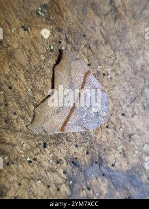 Common Fern Looper (Sestra flexata Stock Photo - Alamy
