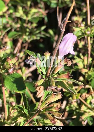 Georgia calamint (Clinopodium carolinianum Stock Photo - Alamy