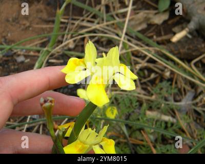 Sweet Tulp (Moraea fugax Stock Photo - Alamy