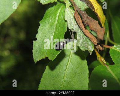 Leaf Beetles and Allies (Chrysomeloidea Stock Photo - Alamy