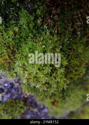 Brown Screw-moss (Syntrichia princeps Stock Photo - Alamy