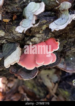 Coral-pink Merulius (Phlebia incarnata) Fungi Stock Photo - Alamy