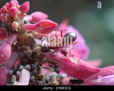 New World Red Bearded Ant (Formica neorufibarbis Stock Photo - Alamy