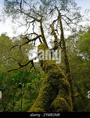 Rahu Saddle Stream and Native Bush, rocks and ferns, West Coast, New ...