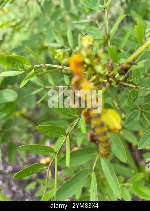 Chapman's wild sensitive plant (Senna chapmanii Stock Photo - Alamy