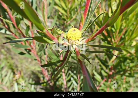 Gumleaf Conebush (Leucadendron eucalyptifolium Stock Photo - Alamy
