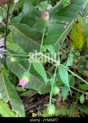 Climbing Aster (Ampelaster carolinianus Stock Photo - Alamy