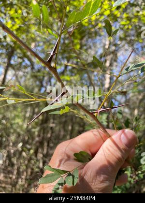 Water locust (Gleditsia aquatica Stock Photo - Alamy