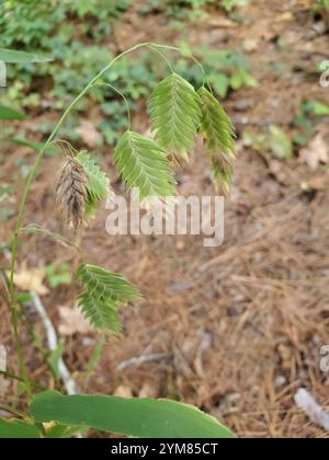inland wood oats (Chasmanthium latifolium Stock Photo - Alamy