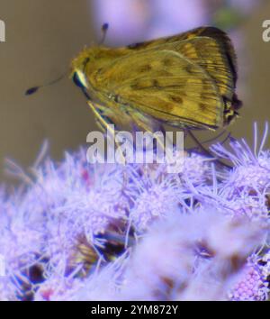 Whirlabout (Polites vibex Stock Photo - Alamy