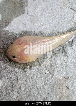 Skilletfish (Gobiesox strumosus Stock Photo - Alamy