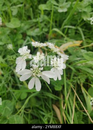 Large-flowered Orlaya (Orlaya grandiflora Stock Photo - Alamy
