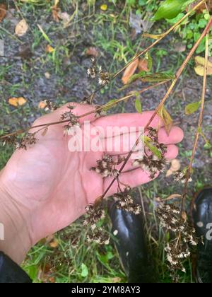 Swamp Goldenrod (Solidago patula Stock Photo - Alamy