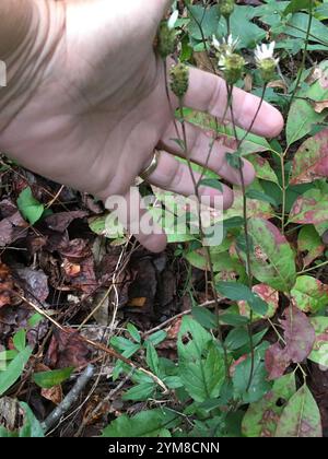 bouquet aster (Eurybia mirabilis Stock Photo - Alamy