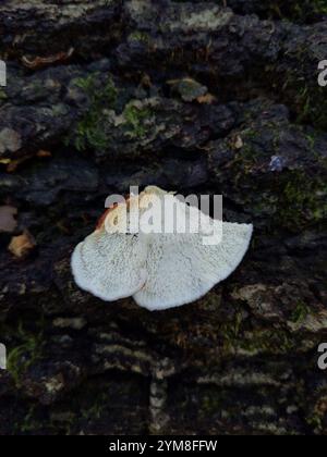 Coral-pink Merulius (Phlebia incarnata Stock Photo - Alamy